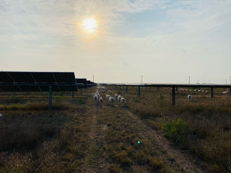 Home - Premier Solar Sheep